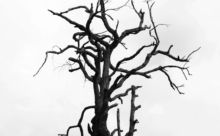 Ephemeral Branching Pattern - willwright.tech